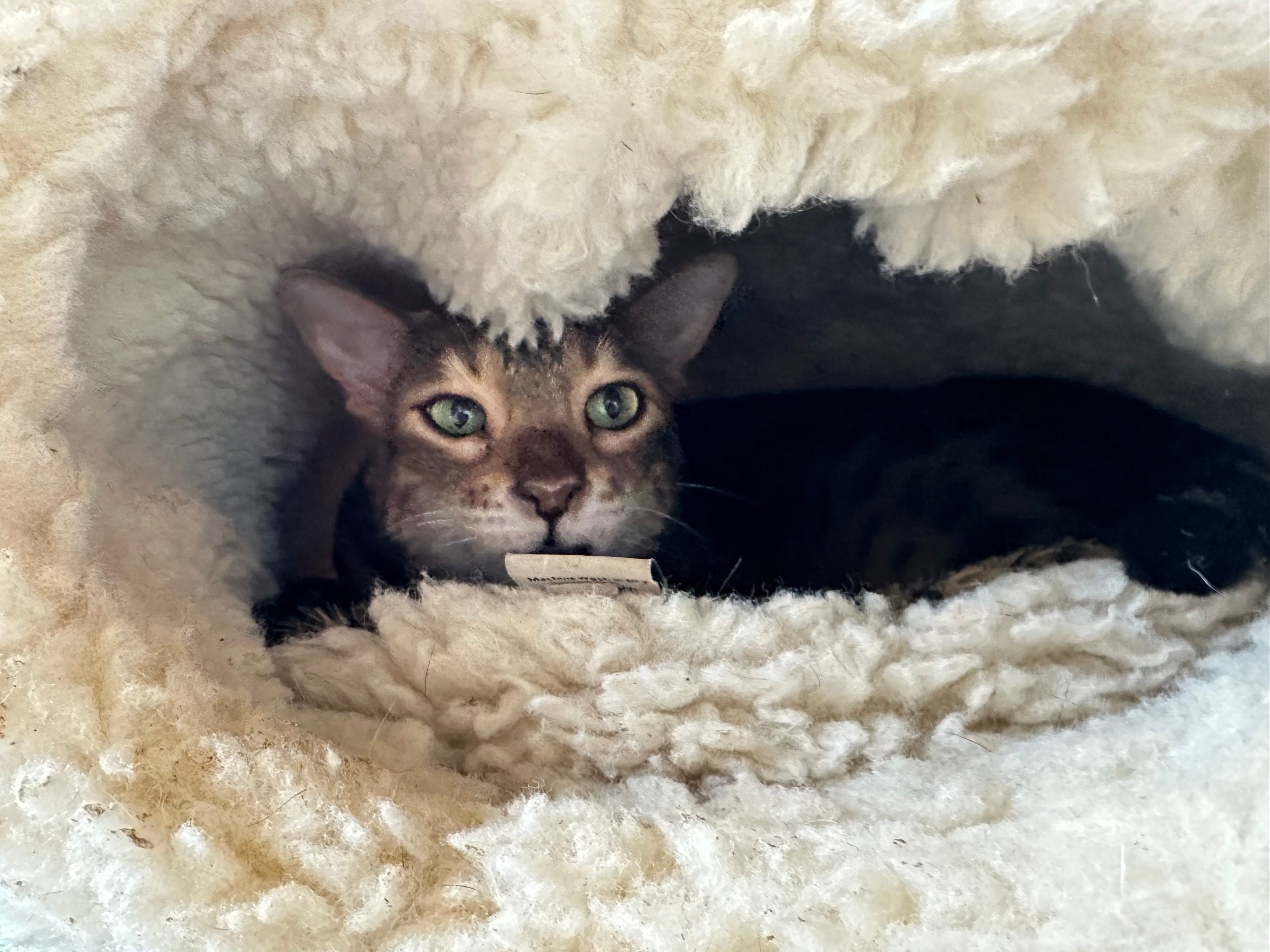 My Life with Hamine: A Decade with My Beloved Bengal – Adoracat